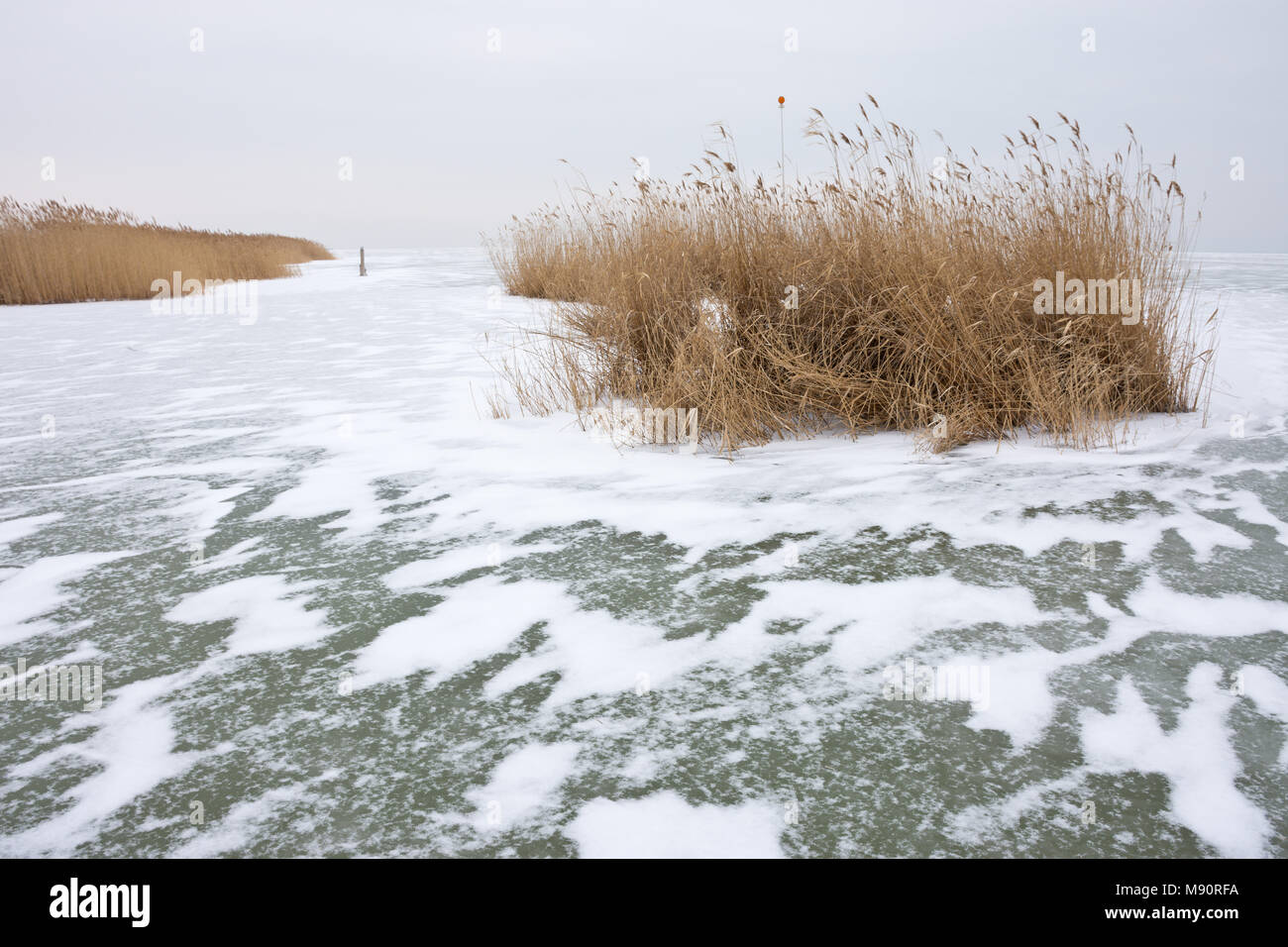 Frozen Lake Neusiedlersee with reed in dull and cold winter weather ...