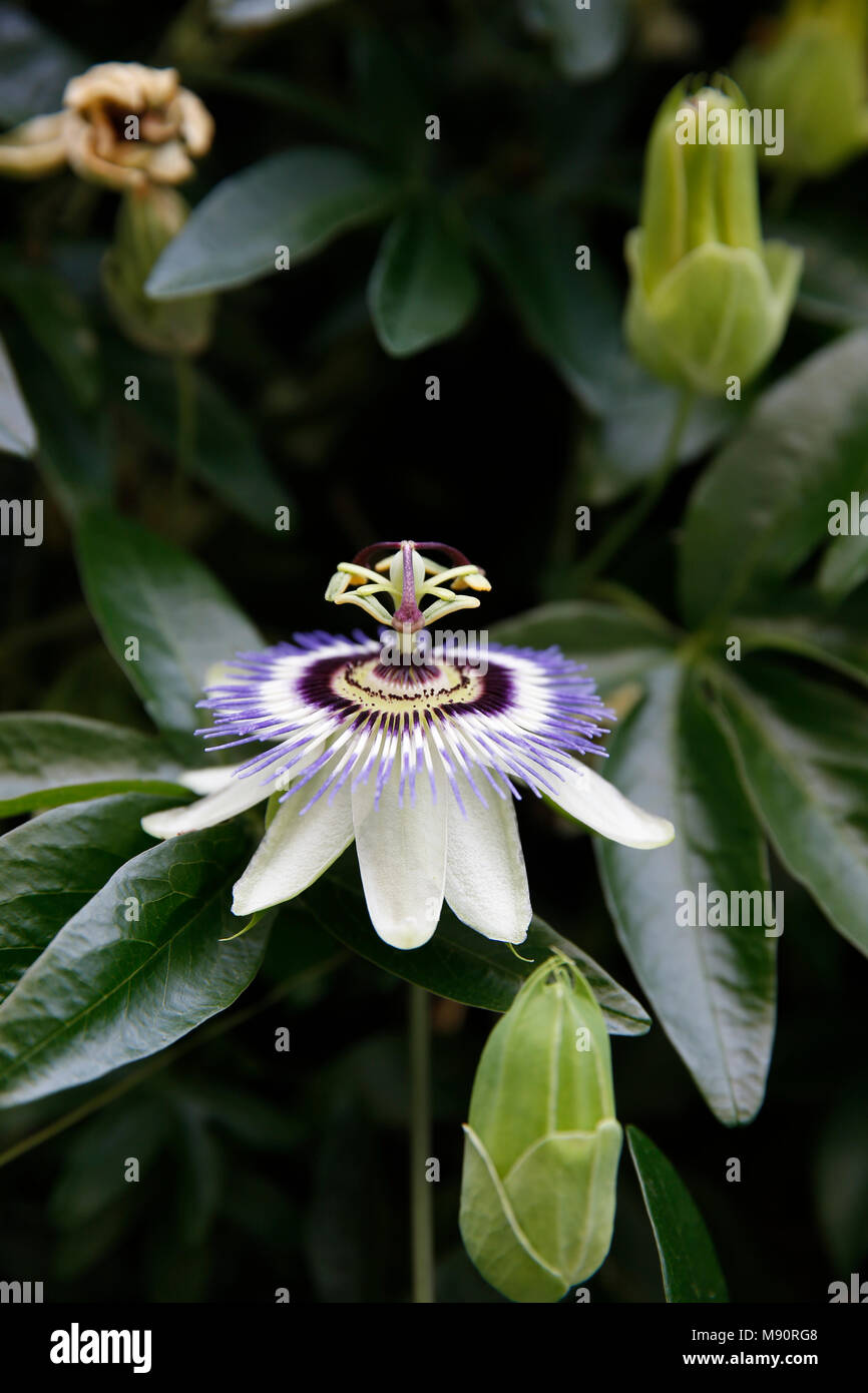 Paris flower hi-res stock photography and images - Alamy