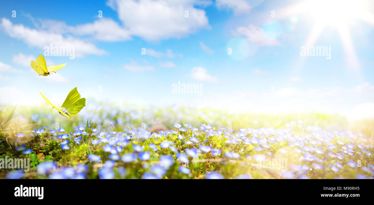 Easter background with fresh spring flowers Stock Photo - Alamy
