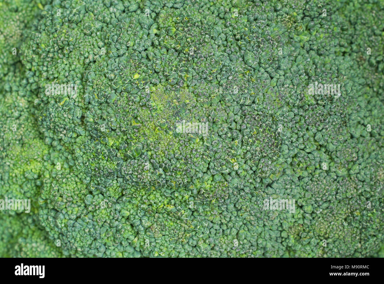 Food background of green broccoli. Close up Stock Photo - Alamy