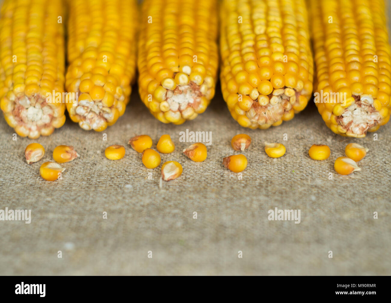 Corn cobs and grains on a rough canvas Stock Photo - Alamy