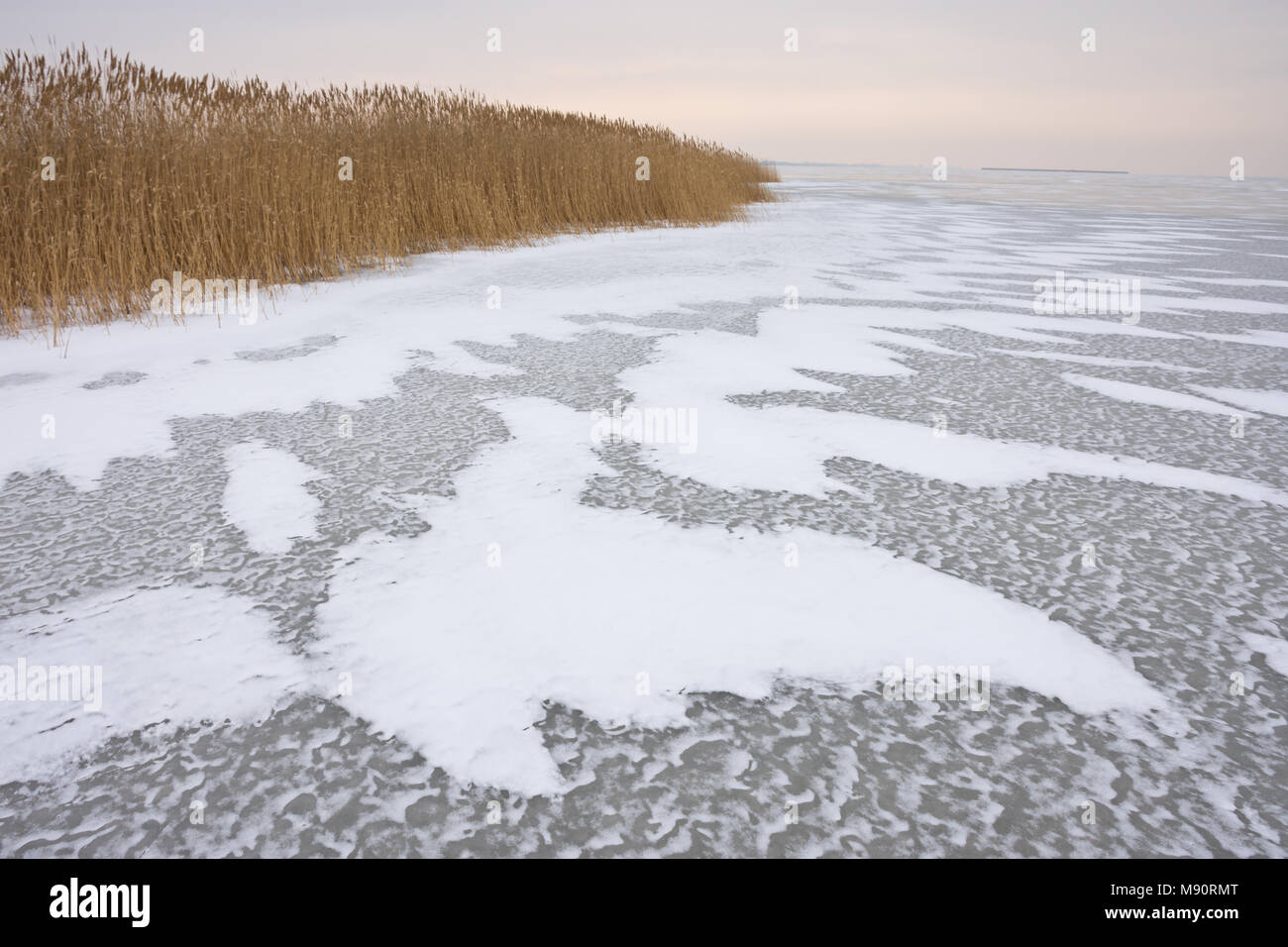 Frozen Lake Neusiedlersee with reed in dull and cold winter weather ...