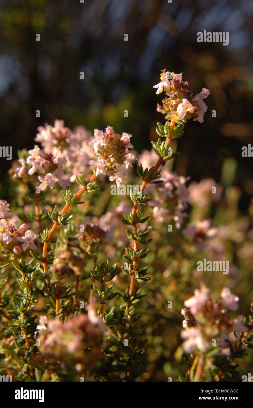 Thyme in flower growing wild in the garrigue, Provence Stock Photo - Alamy