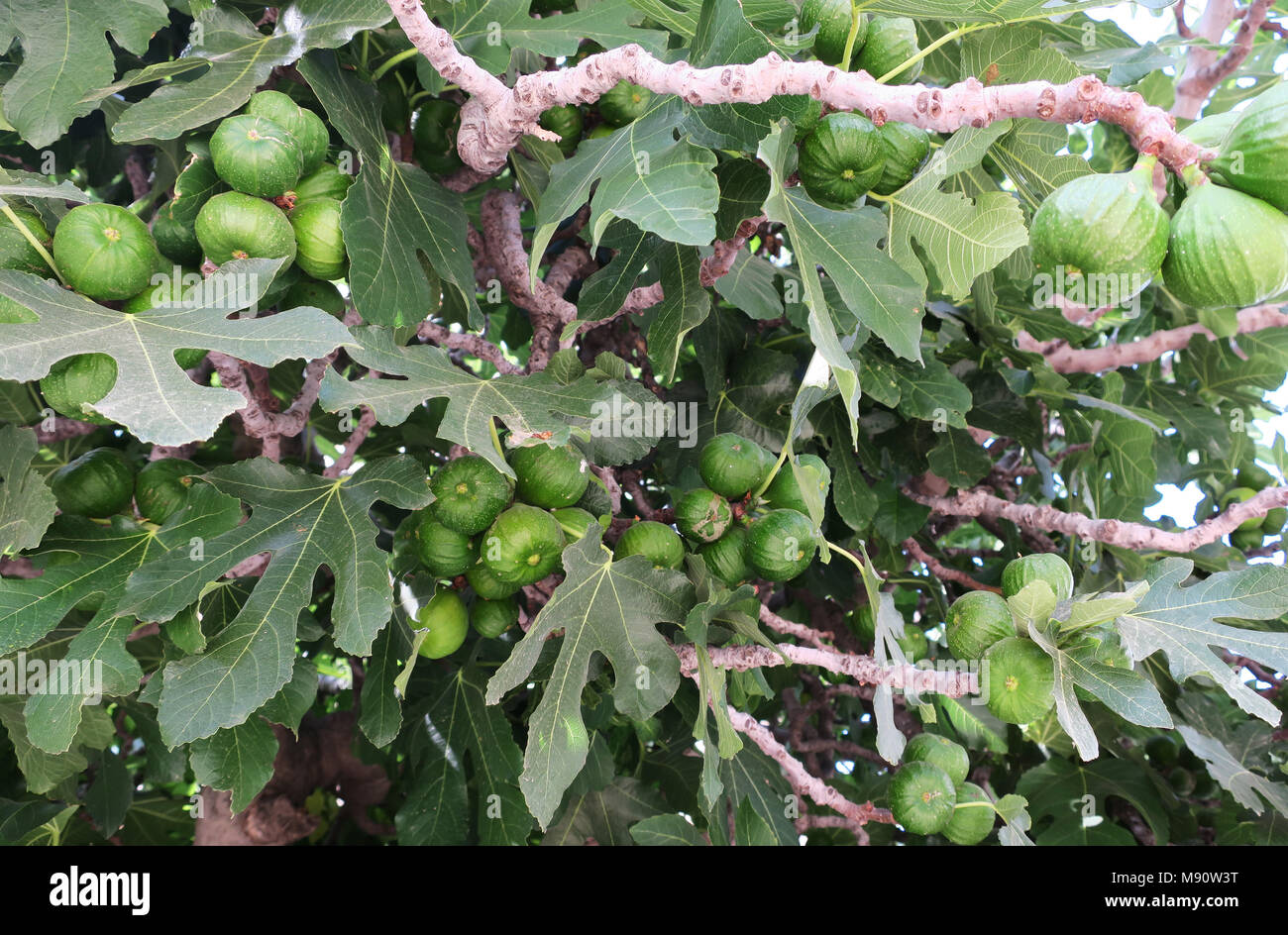 Cluster fig tree hi-res stock photography and images - Alamy