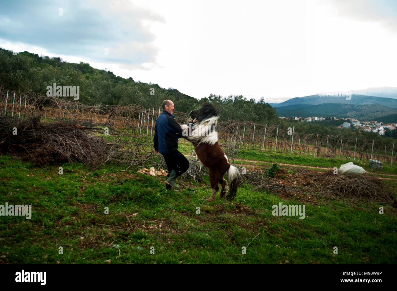 Bond between horse human hi-res stock photography and images - Alamy
