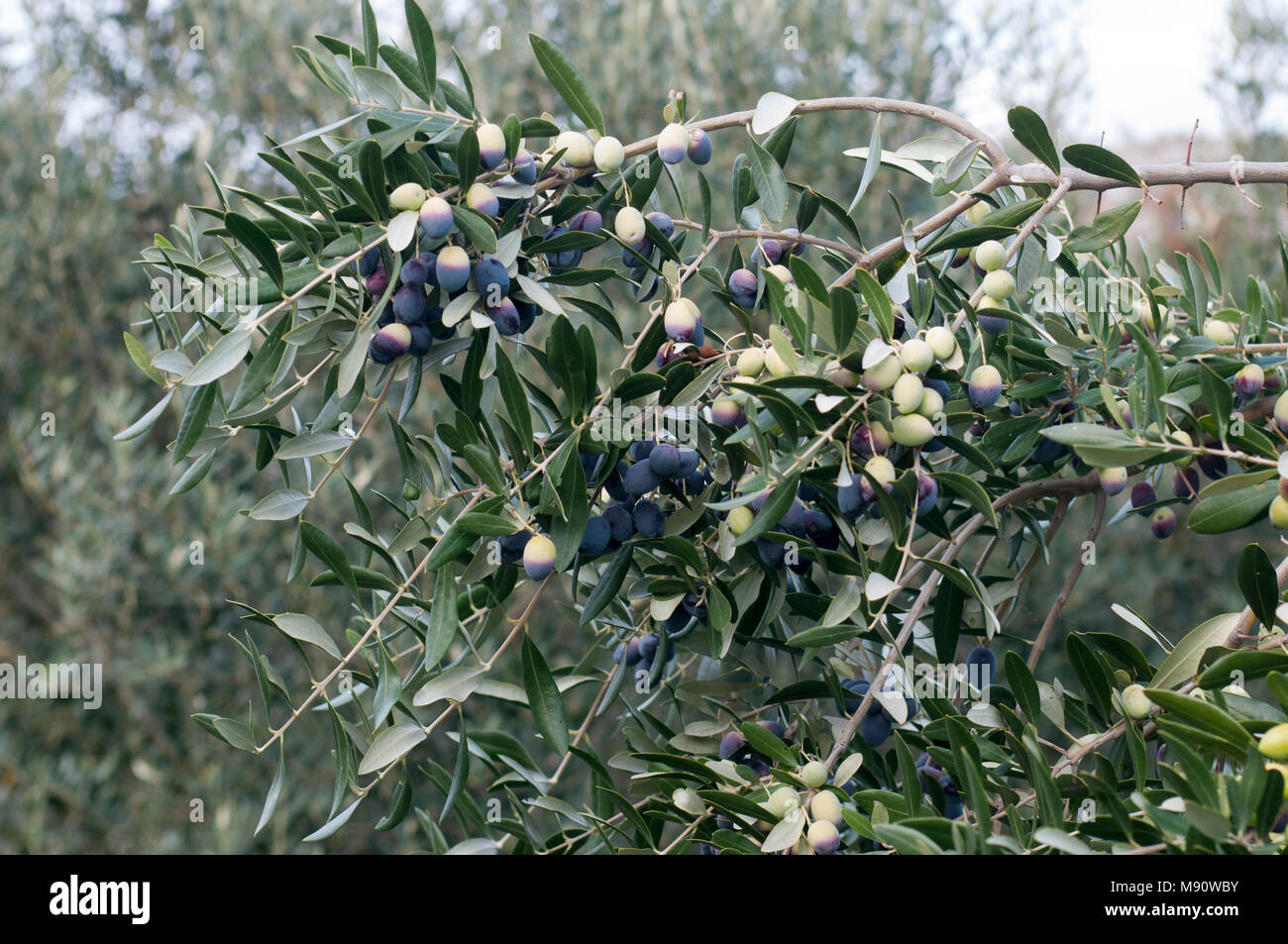 Olive tree closeup Stock Photo - Alamy