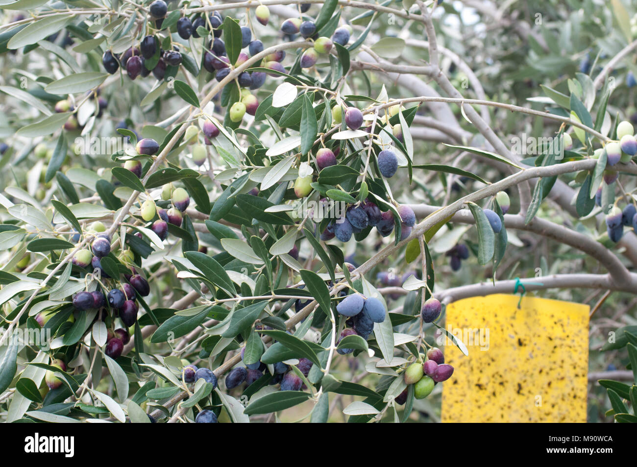 Olive tree closeup Stock Photo - Alamy