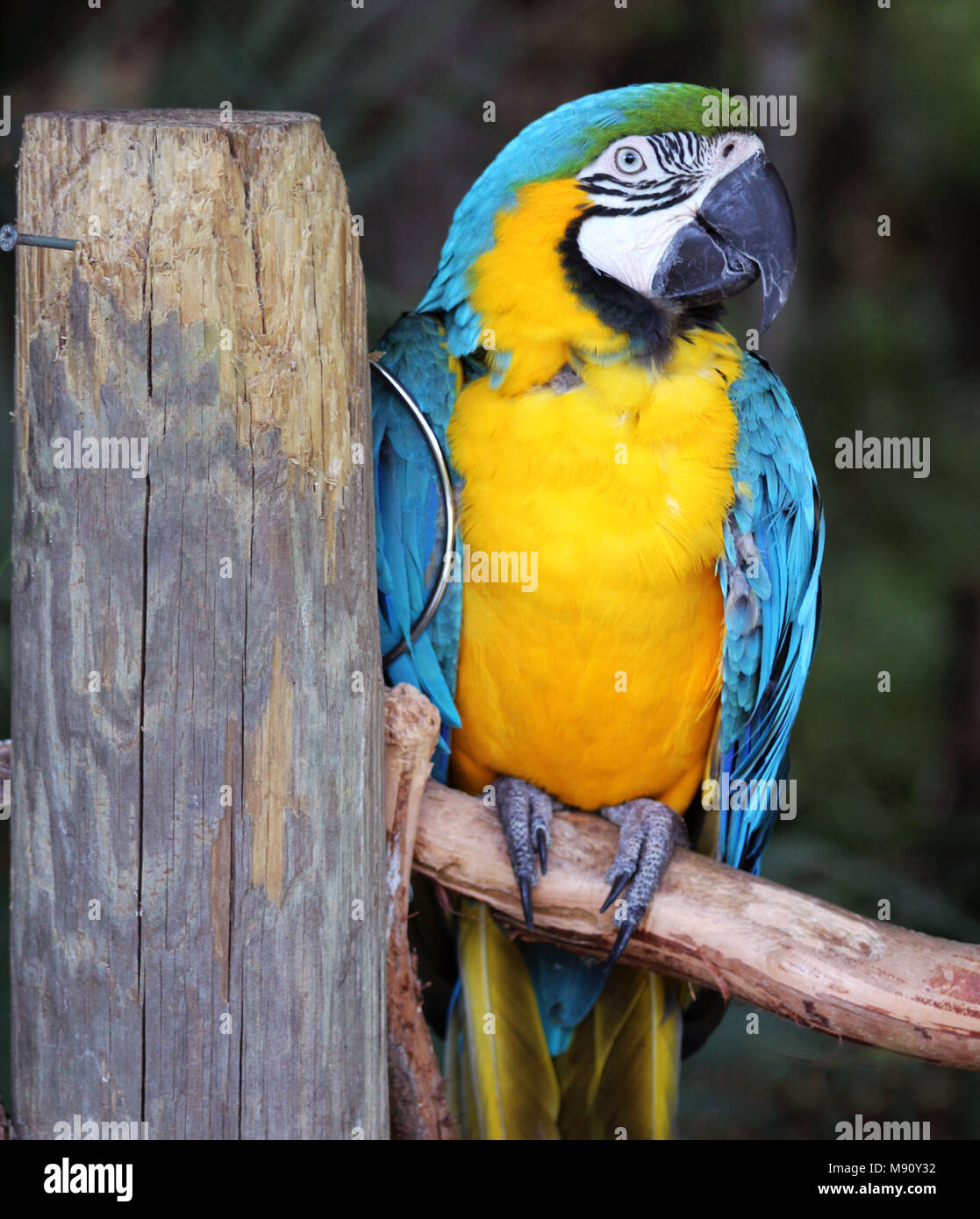 Bright coloured bird hi-res stock photography and images - Alamy