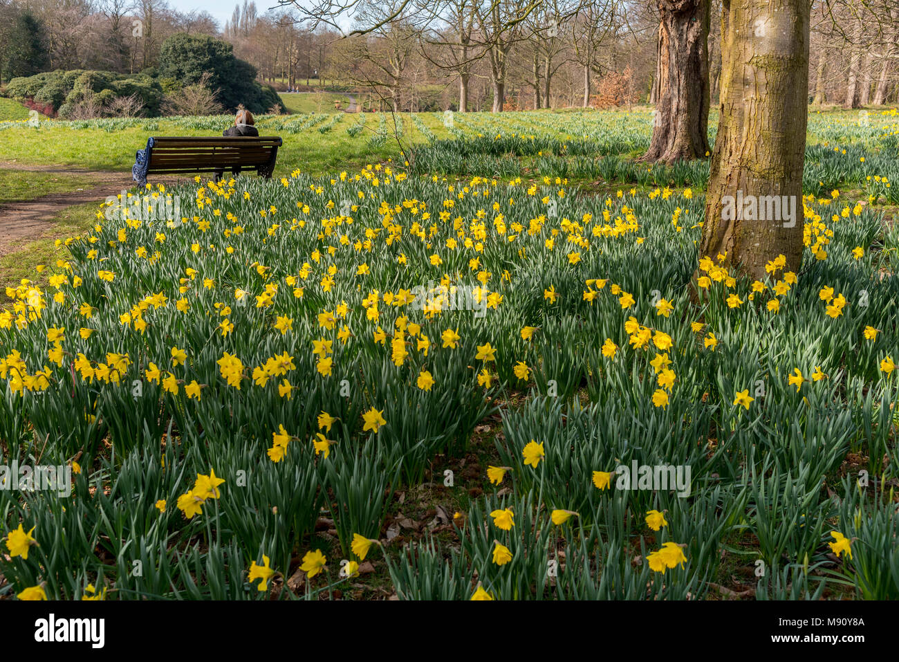 Springtime daffodils in Sefton Park Liverpool. Planted to mark the ...