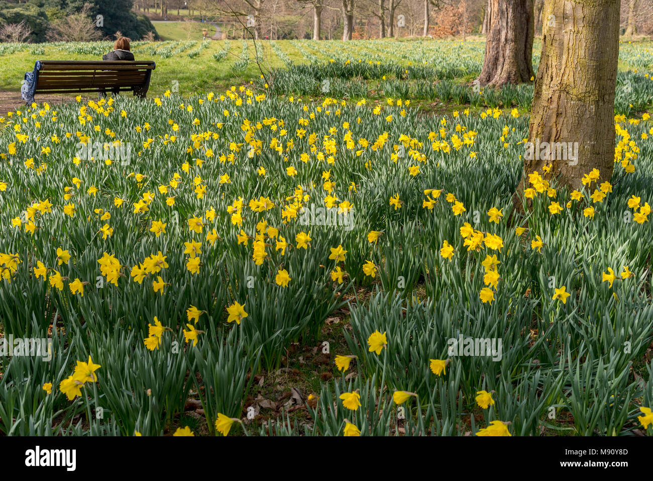 Woman seated on park bench hi-res stock photography and images - Alamy