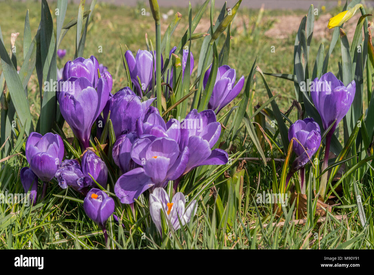 Springtie plant hi-res stock photography and images - Alamy
