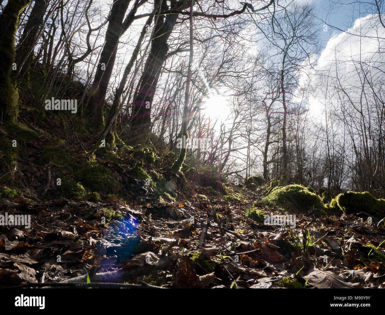 Spring in Wales Stock Photo - Alamy