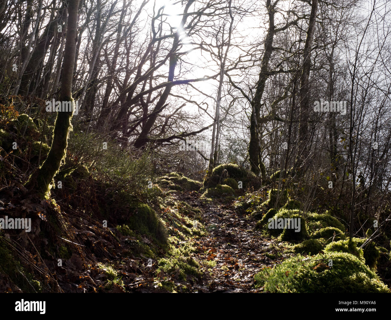 Spring in Wales Stock Photo - Alamy