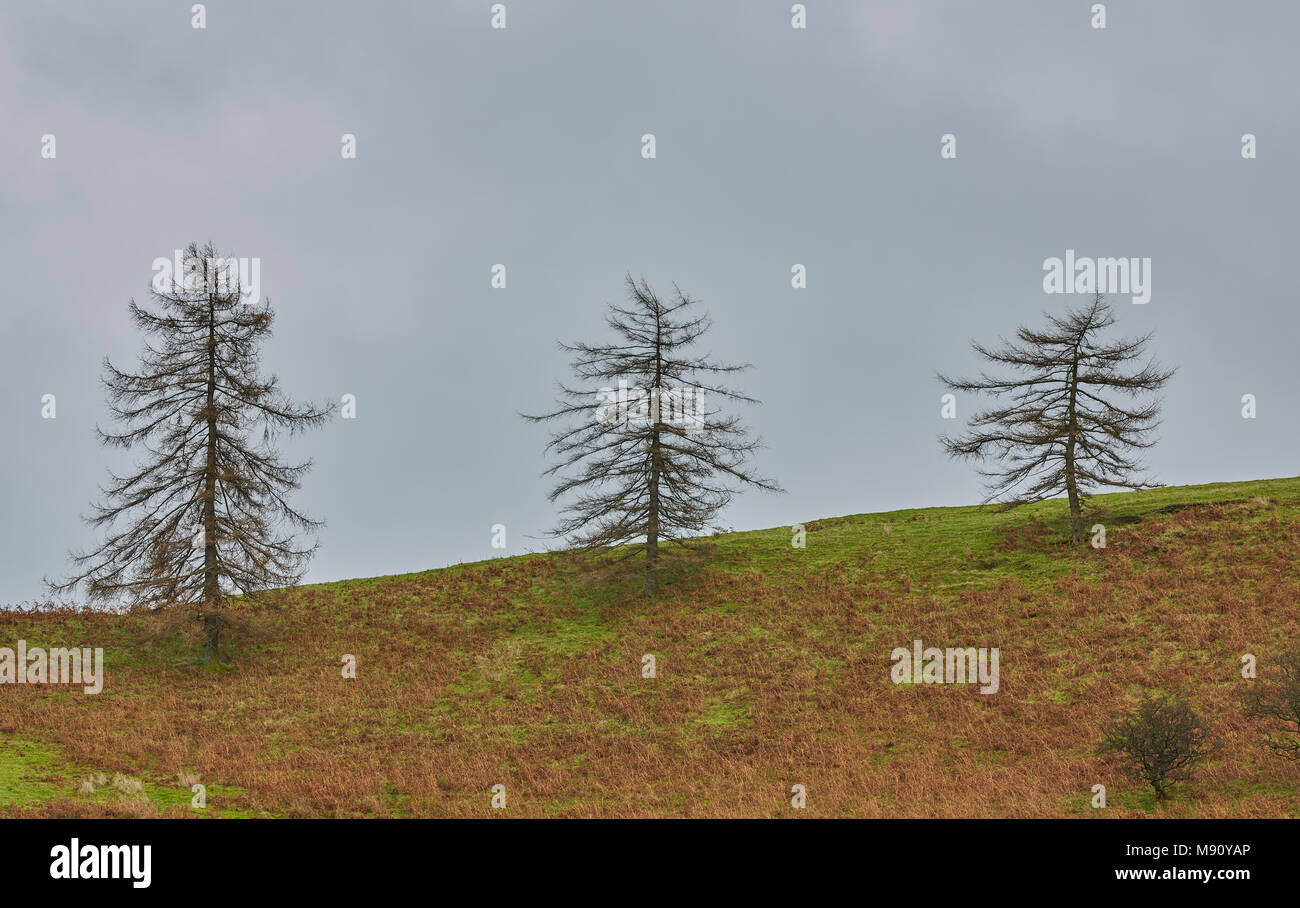 Three pine trees in the autumn of different sizes in a row in a field ...