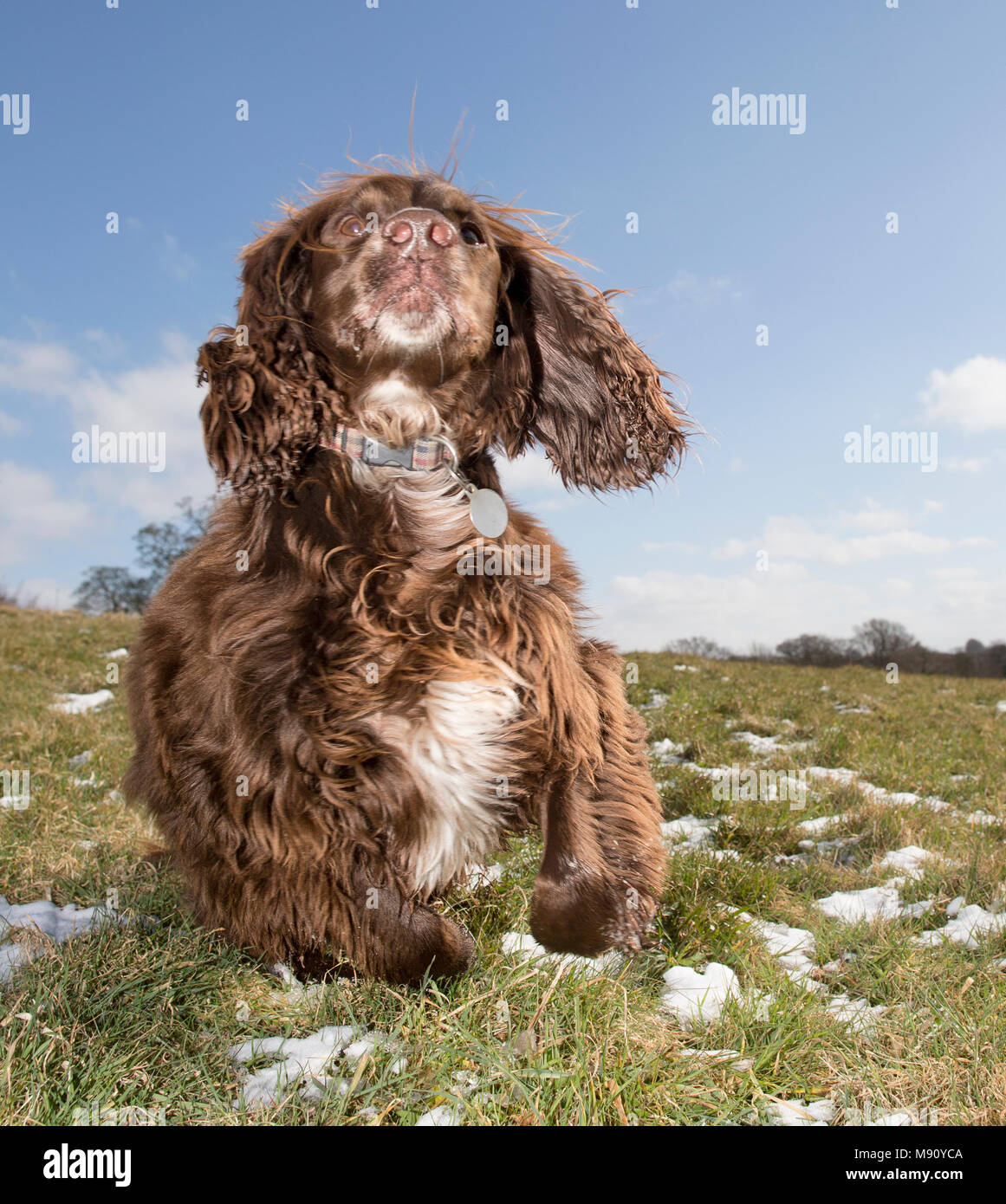 Working springer spaniel tail hi-res stock photography and images - Alamy