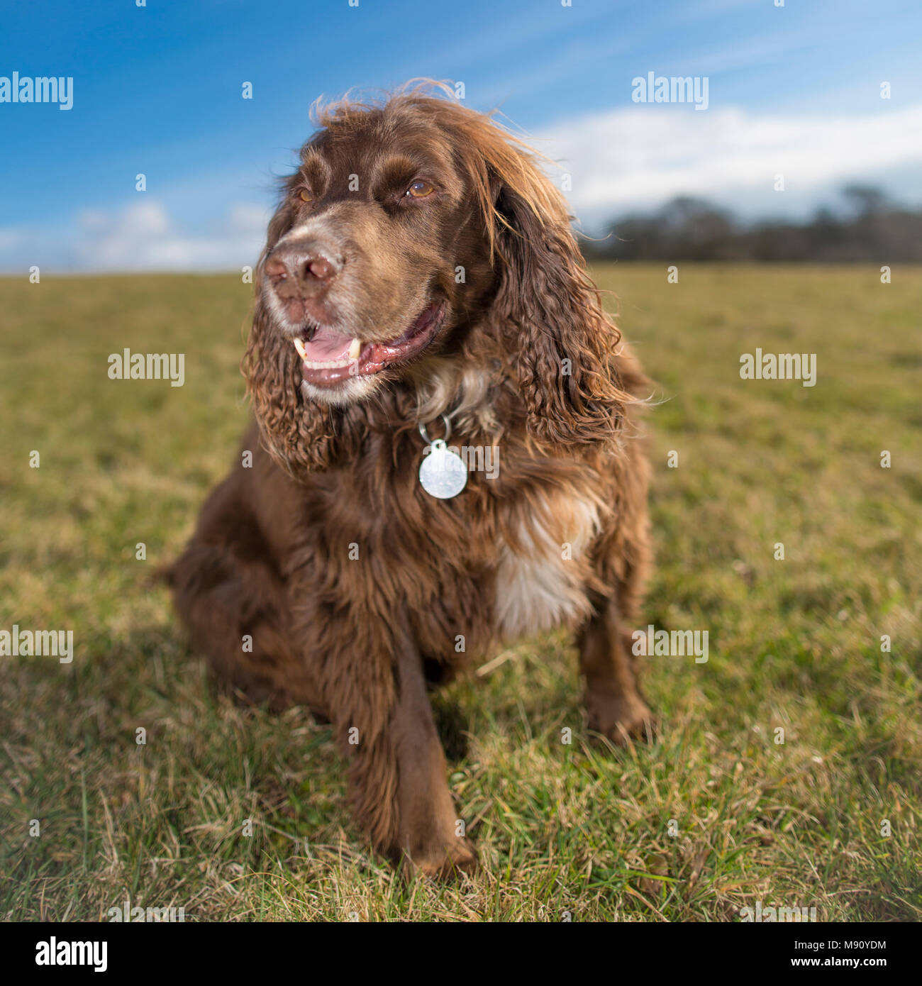 Working spaniel tail hi-res stock photography and images - Alamy