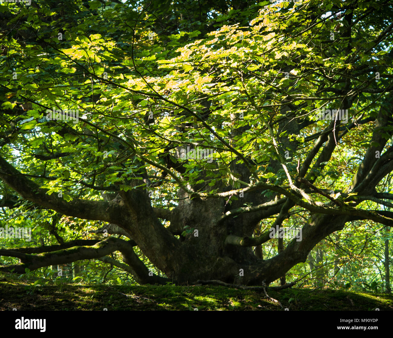 View of an old big and broad tree with a large trunk and many bracnhes ...