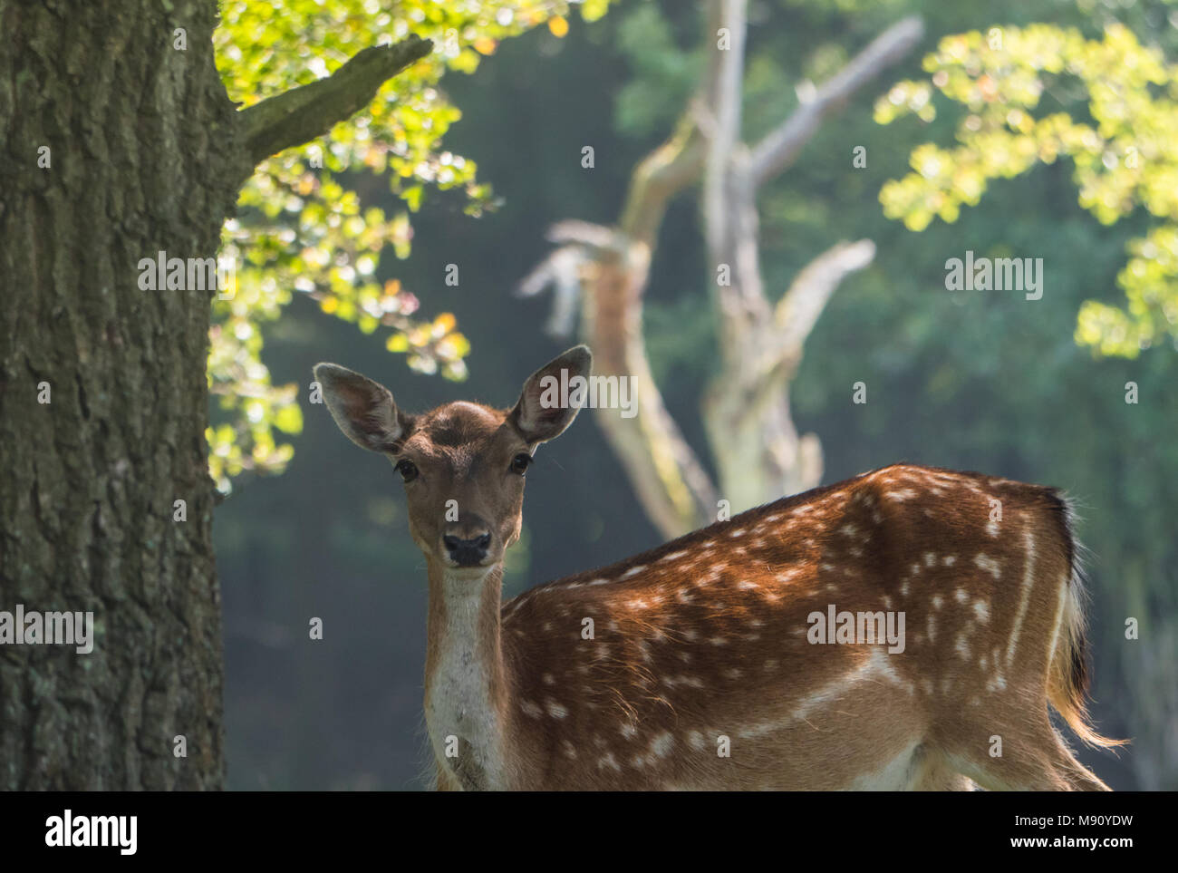 Spotted female fallow deer hi-res stock photography and images - Alamy