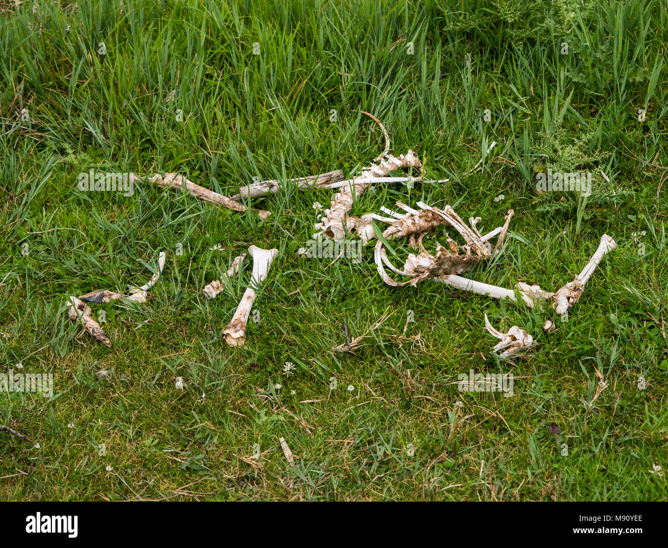 Dead fallow deer hi-res stock photography and images - Alamy