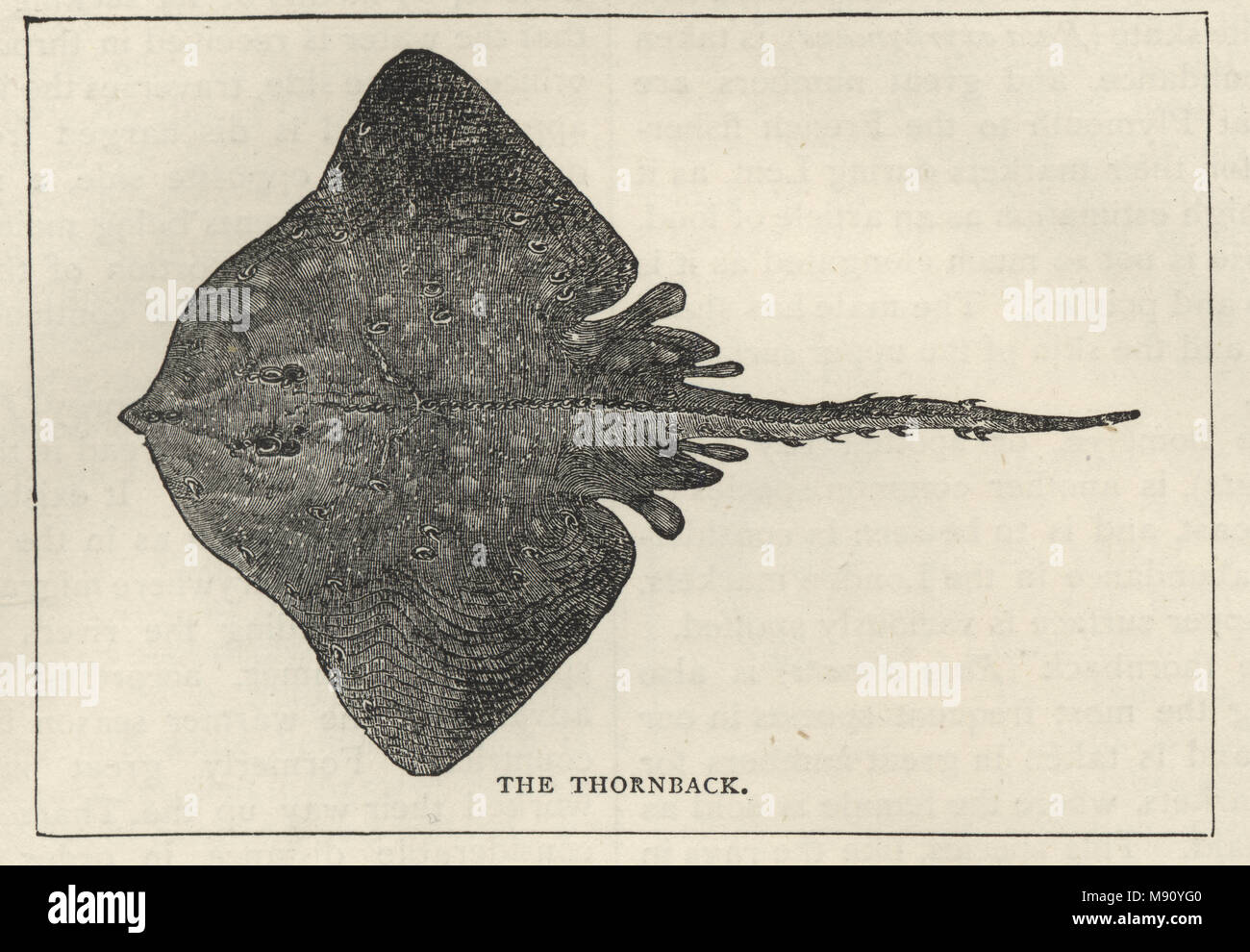 Fish species illustration High Resolution Stock Photography and Images ...