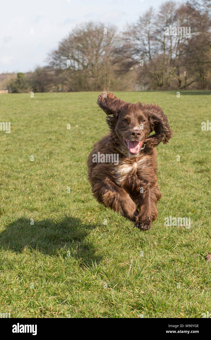 Working spaniel tail hi-res stock photography and images - Alamy