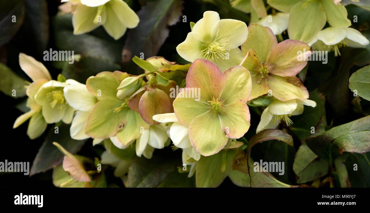 Hellebore Ice Breaker Fancy in flower Stock Photo - Alamy