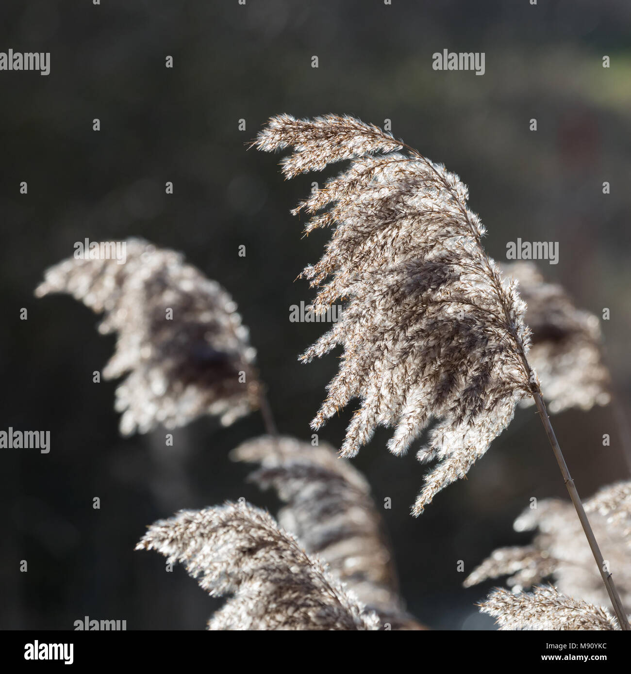 Dry common reed (Phragmites australis) heads being blown by wind ...