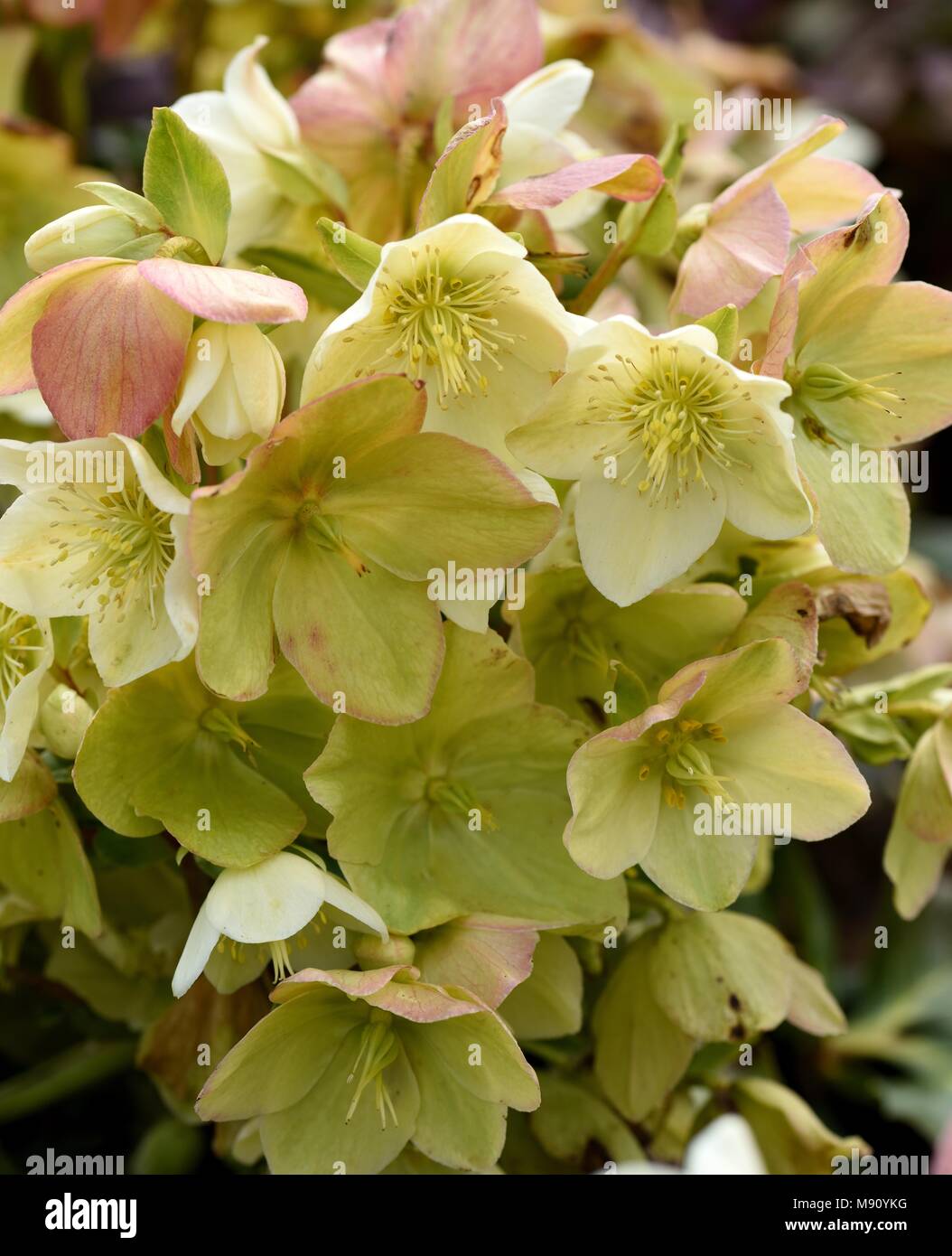 Ice breaker fancy hi-res stock photography and images - Alamy