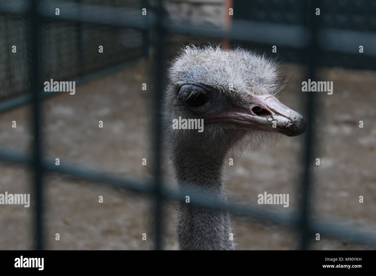 ostrich in cage zoo Stock Photo - Alamy