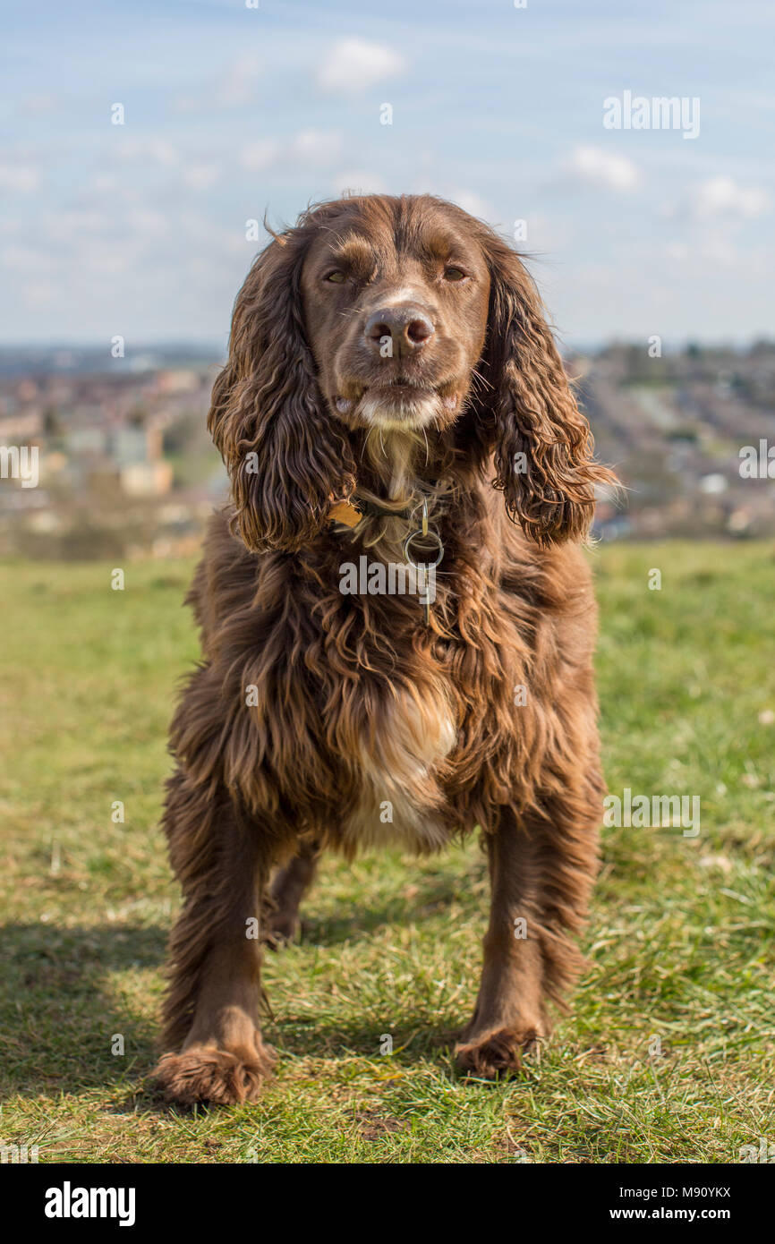 A Working Cocker Spaniel stands and poses for a photograph standing at ...