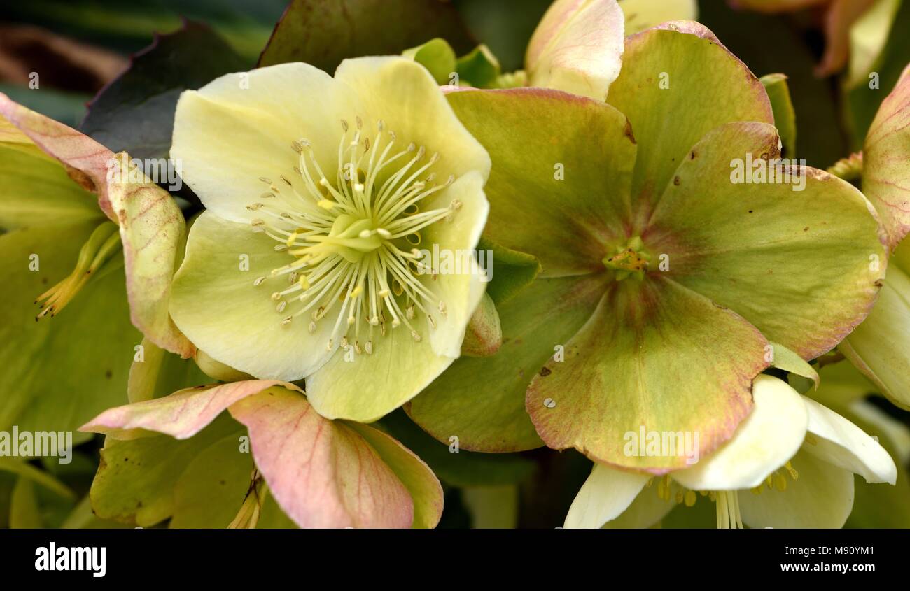 Hellebore ice breaker fancy hi-res stock photography and images - Alamy
