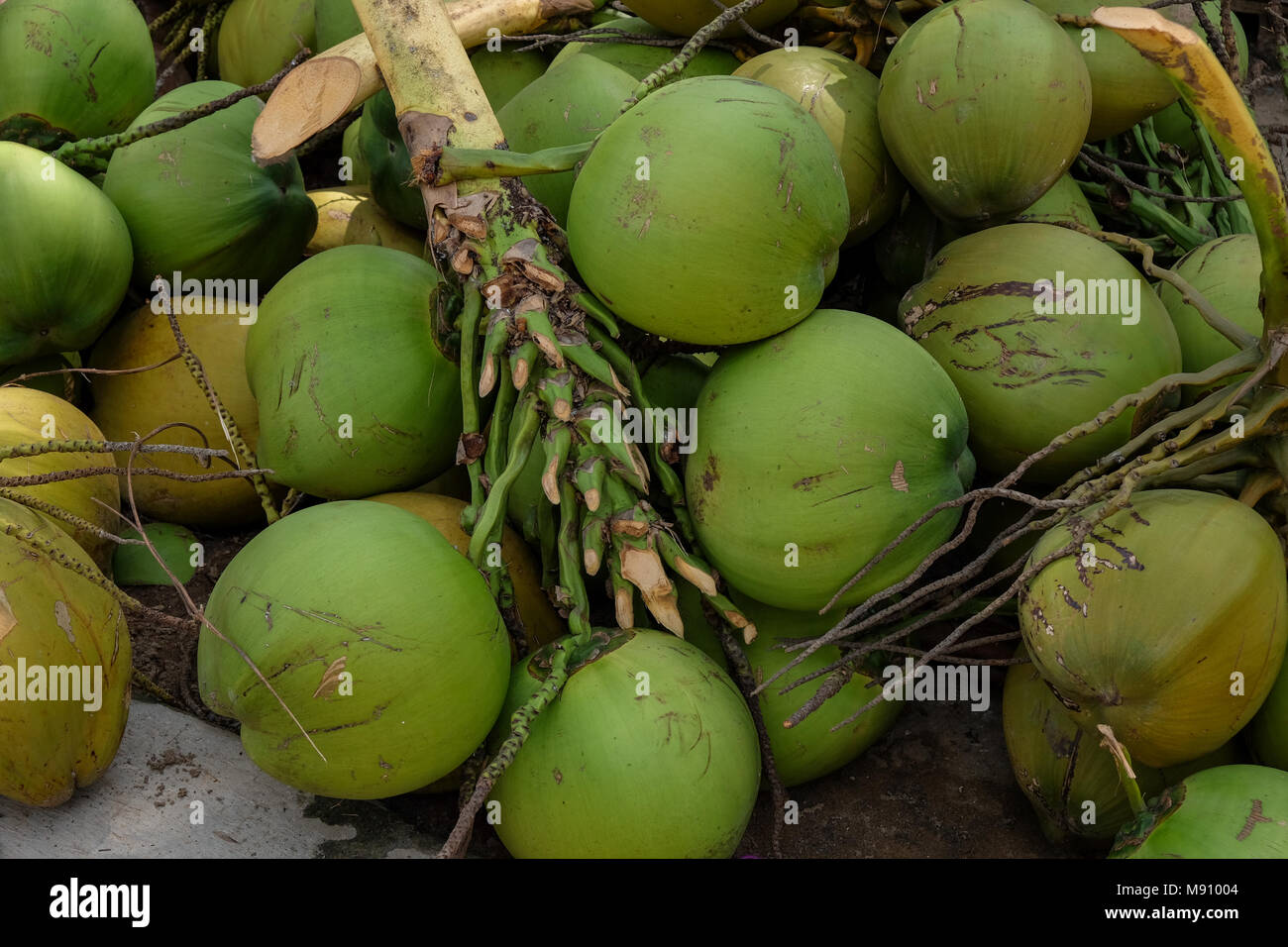 Royalty high quality free stock image of coconut fruit. Lots of ...