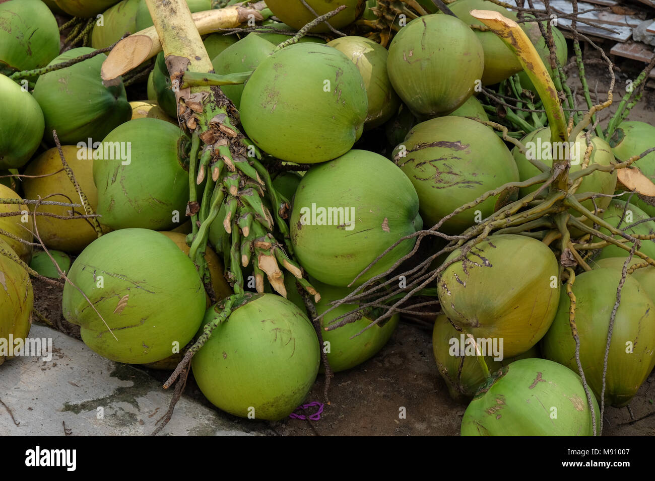 Royalty high quality free stock image of coconut fruit. Lots of ...