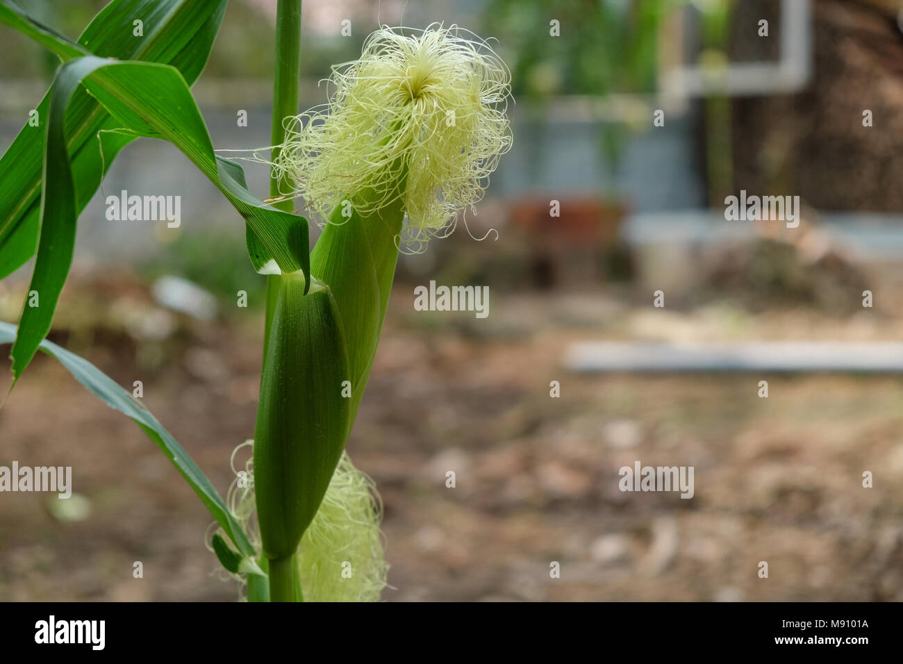 Corn on tree. Royalty high quality free stock image of green corn on ...
