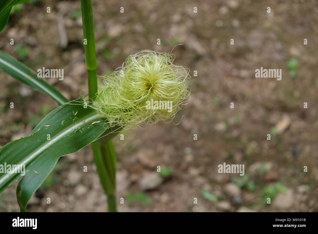 Corn on tree. Royalty high quality free stock image of green corn on ...