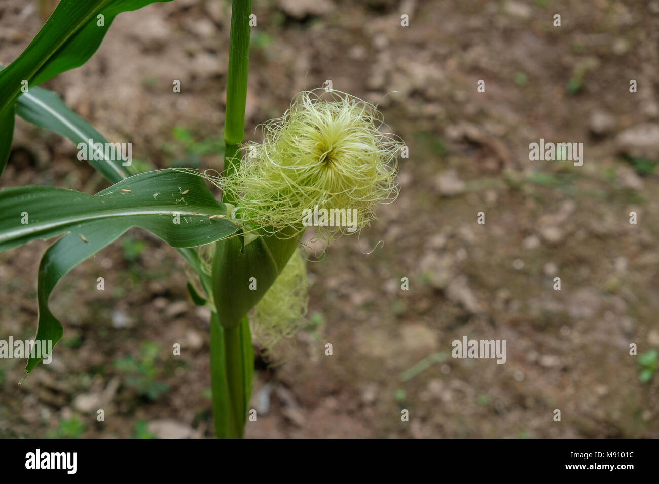 Corn on tree. Royalty high quality free stock image of green corn on ...