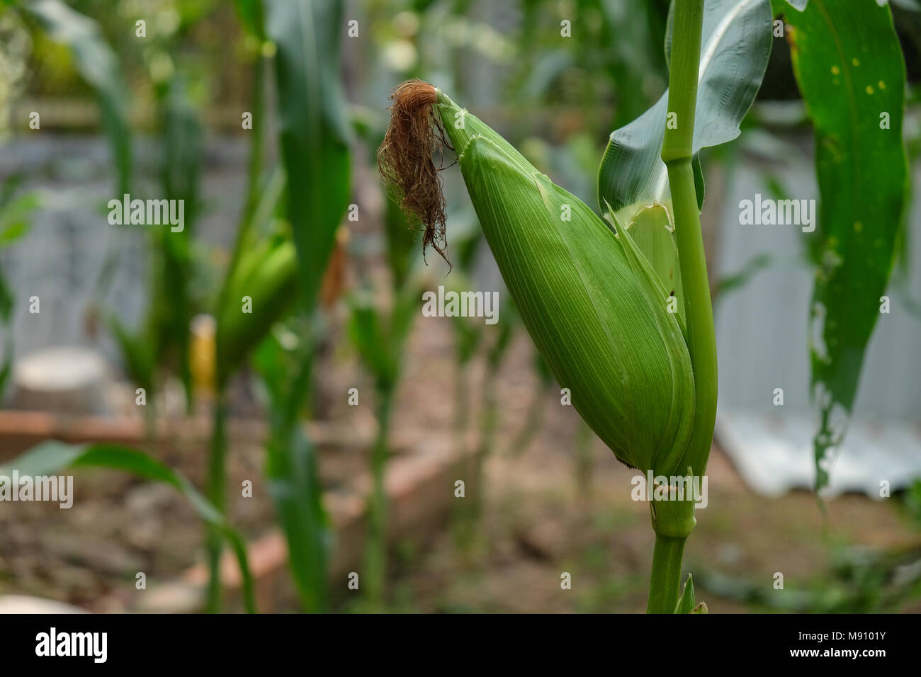 Corn on tree. Royalty high quality free stock image of green corn on ...