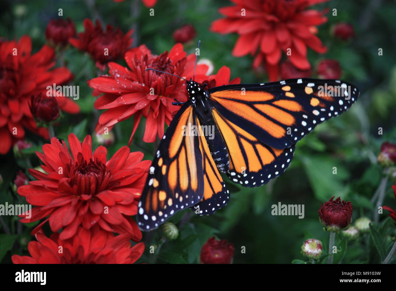 monarch butterfly on a red flower Stock Photo - Alamy
