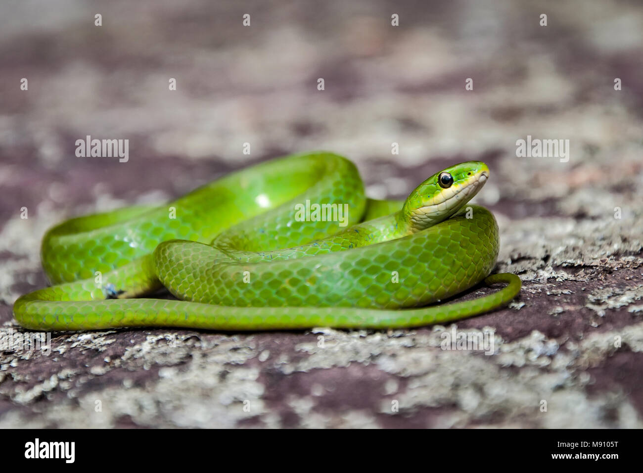 Smooth green snake opheodrys vernalis hi-res stock photography and ...
