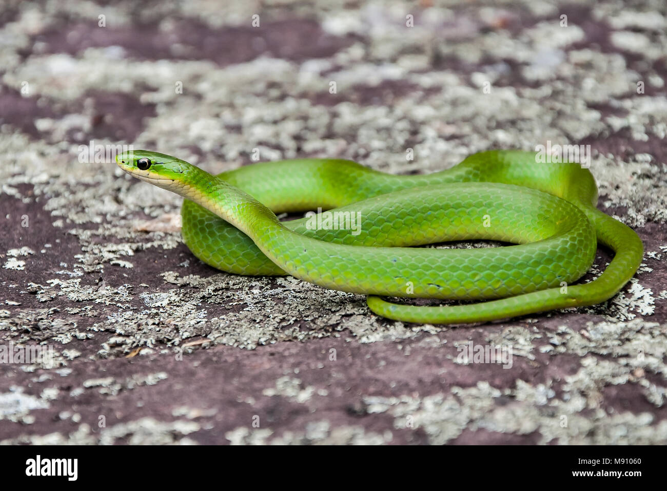 Smooth Green Snake (Opheodrys vernalis Stock Photo - Alamy