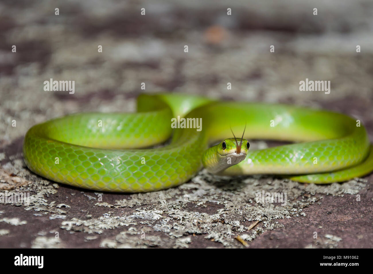 Smooth green snake hi-res stock photography and images - Alamy