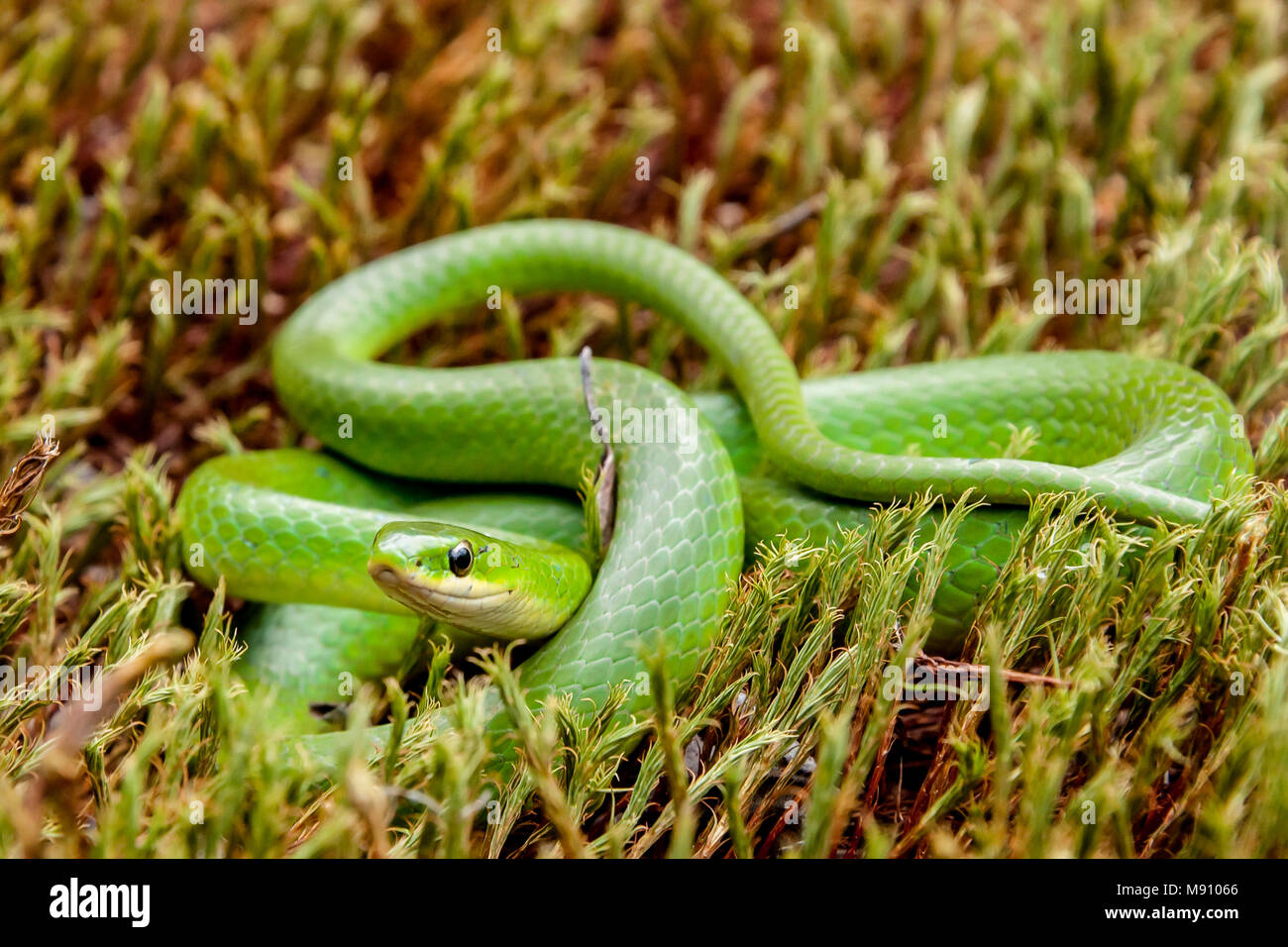 Smooth Green Snake (Opheodrys vernalis Stock Photo - Alamy