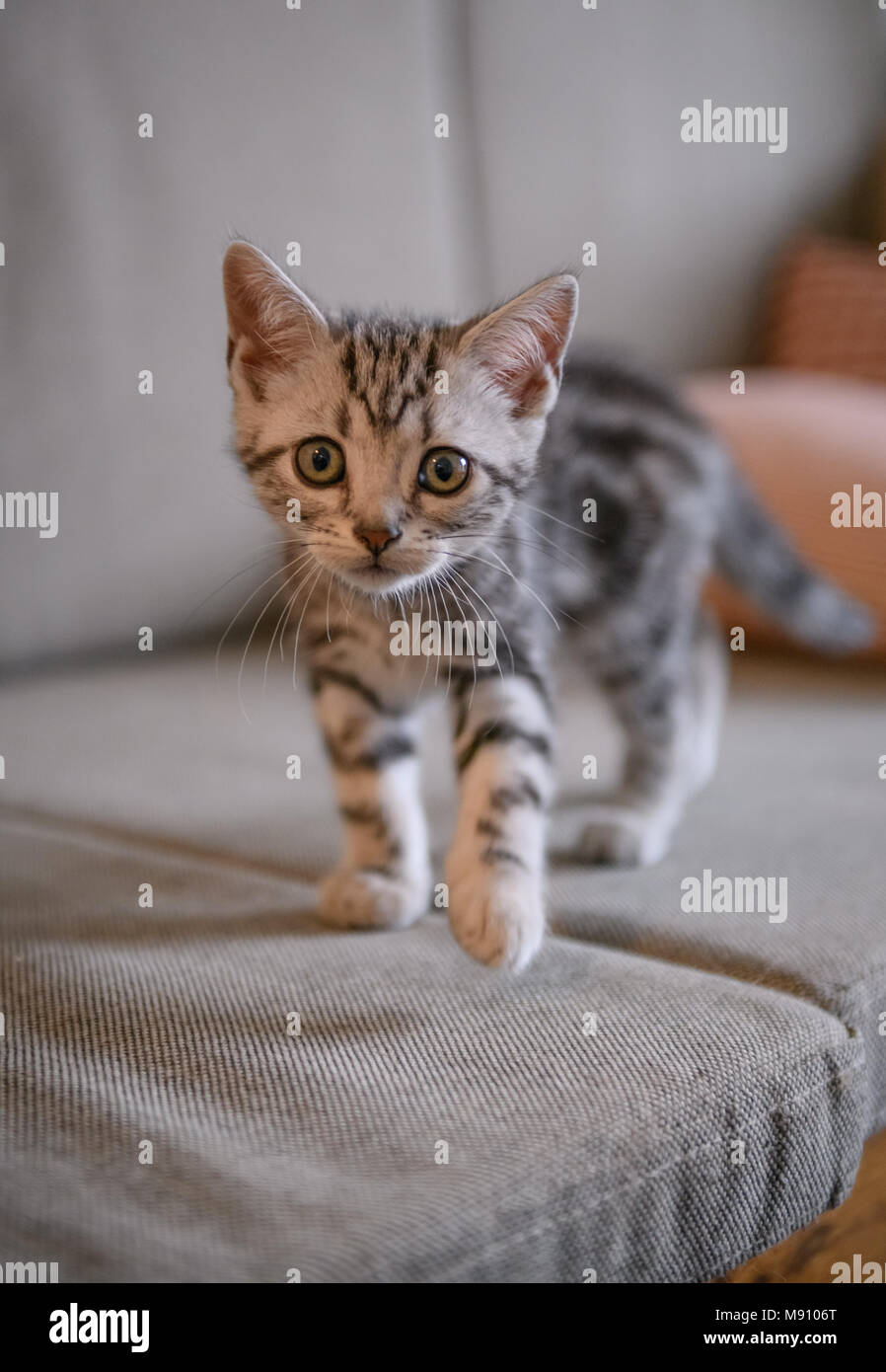Cute American short hair cat cub Stock Photo - Alamy