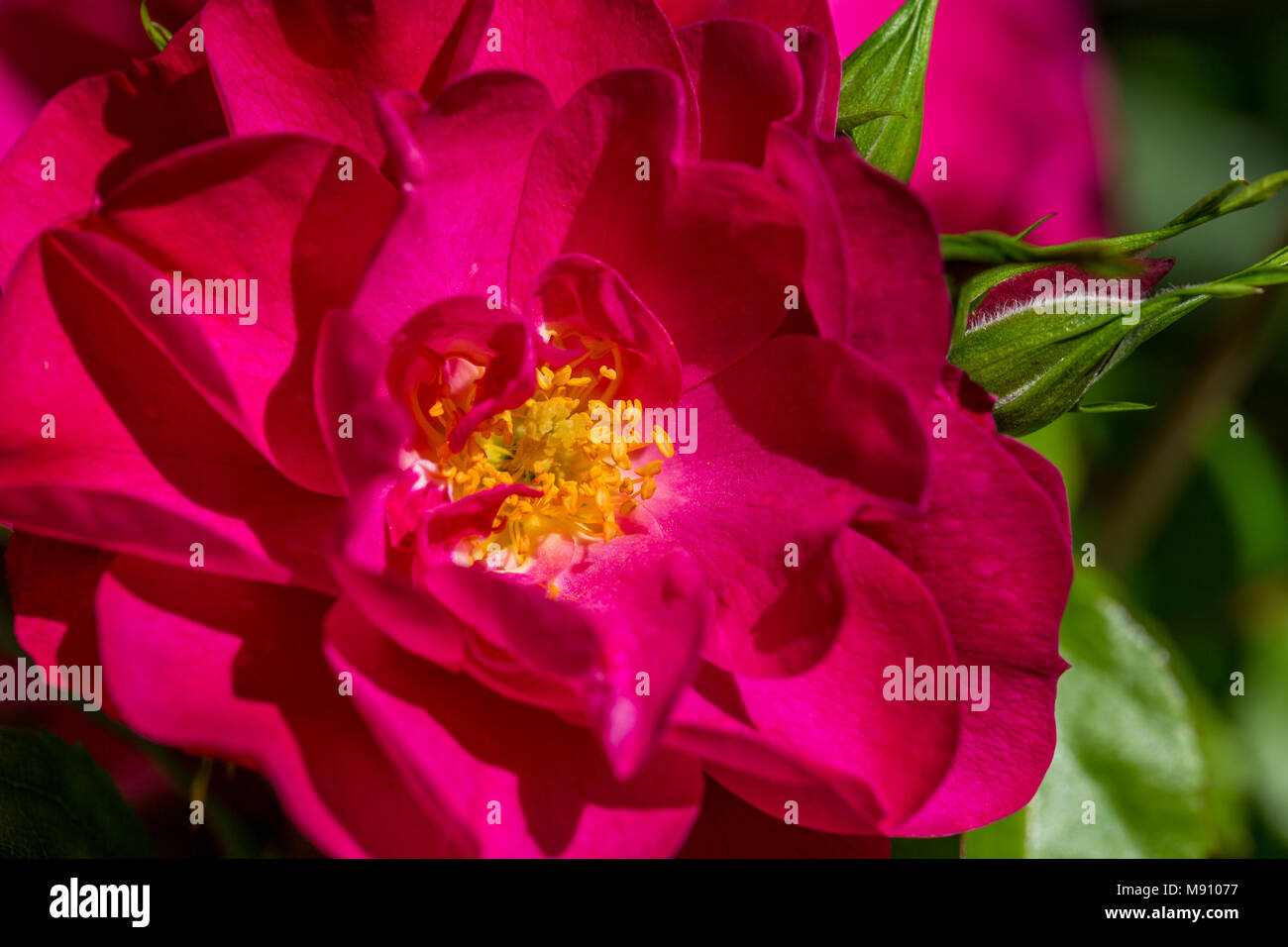 Pink dog rose (Rosa canina)in the summer garden.Macro Photo Stock Photo ...