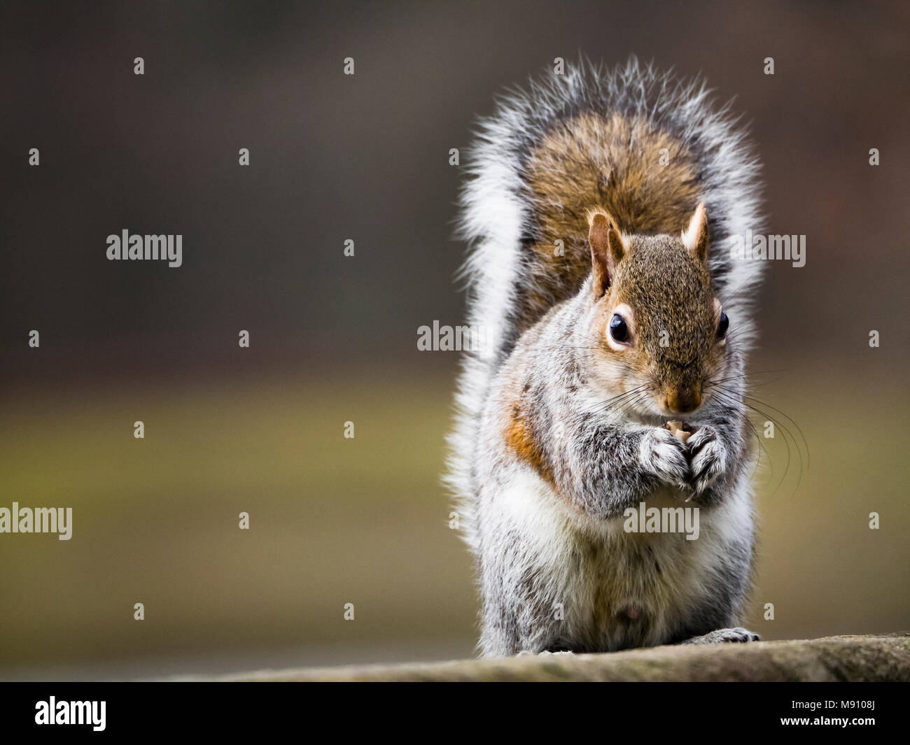 Gray squirrel england hi-res stock photography and images - Alamy