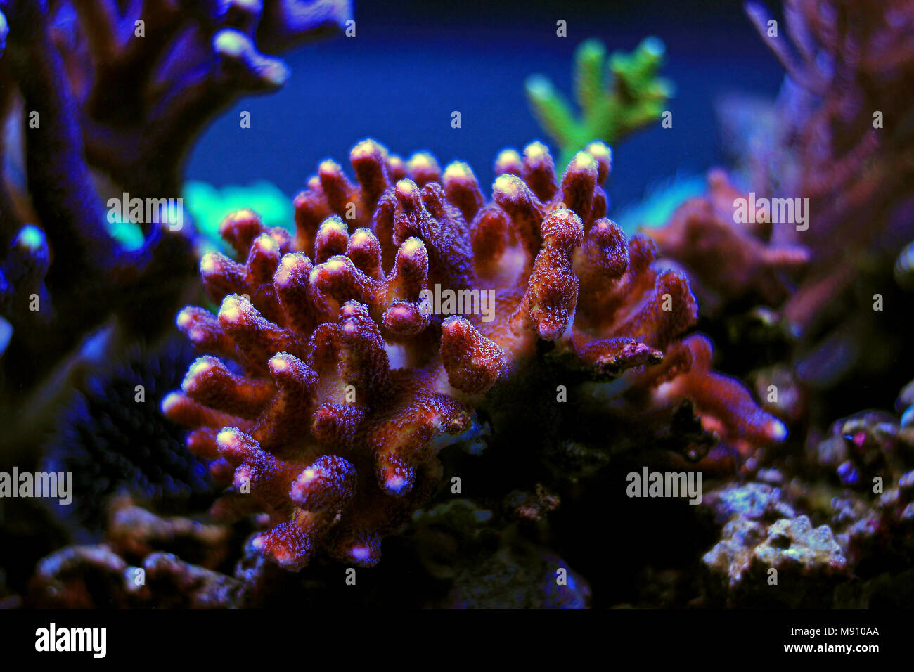 Large stony coral - Stylophora sp Stock Photo - Alamy