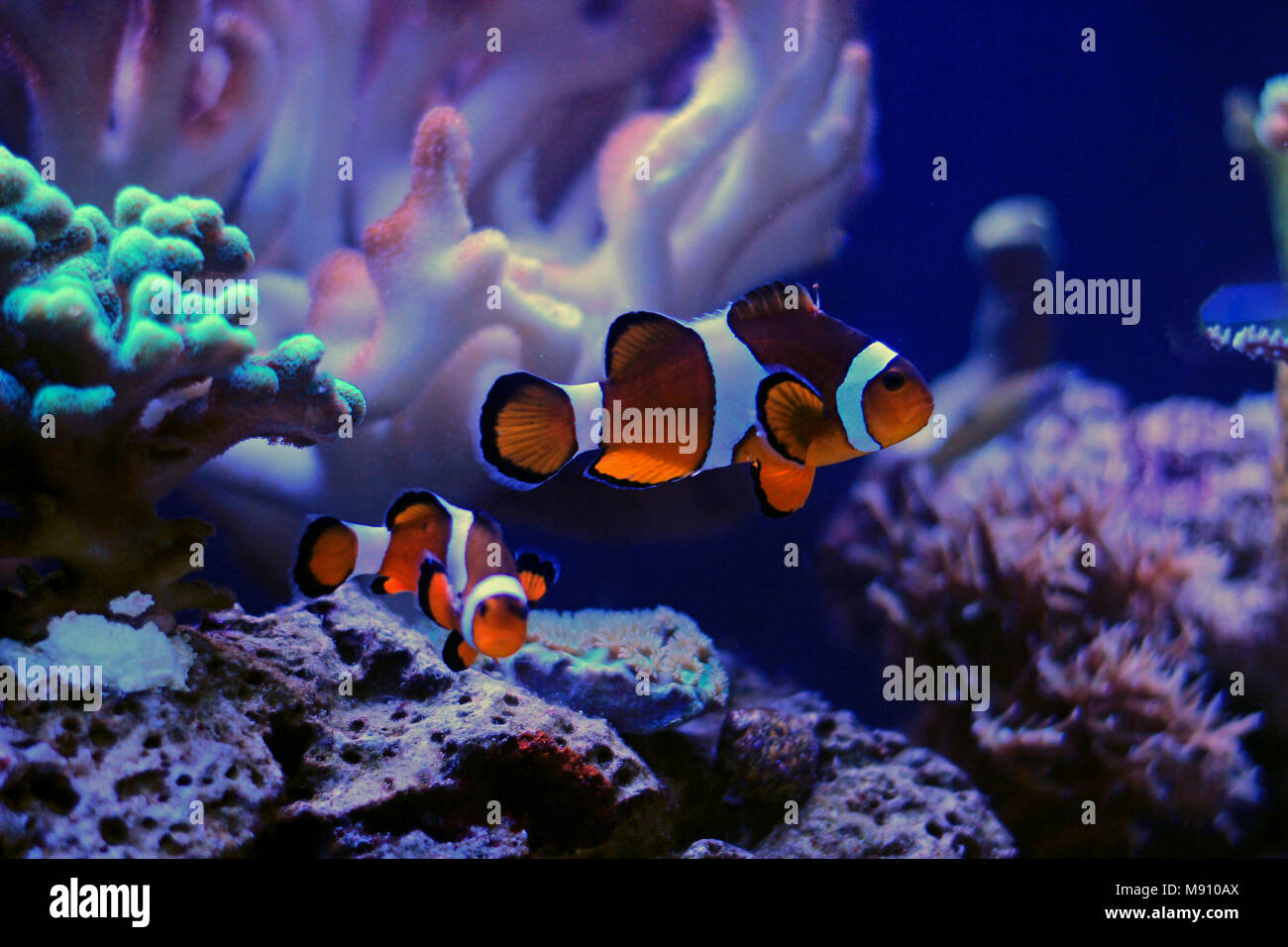 Clown fish enjoy in marine aquarium Stock Photo - Alamy