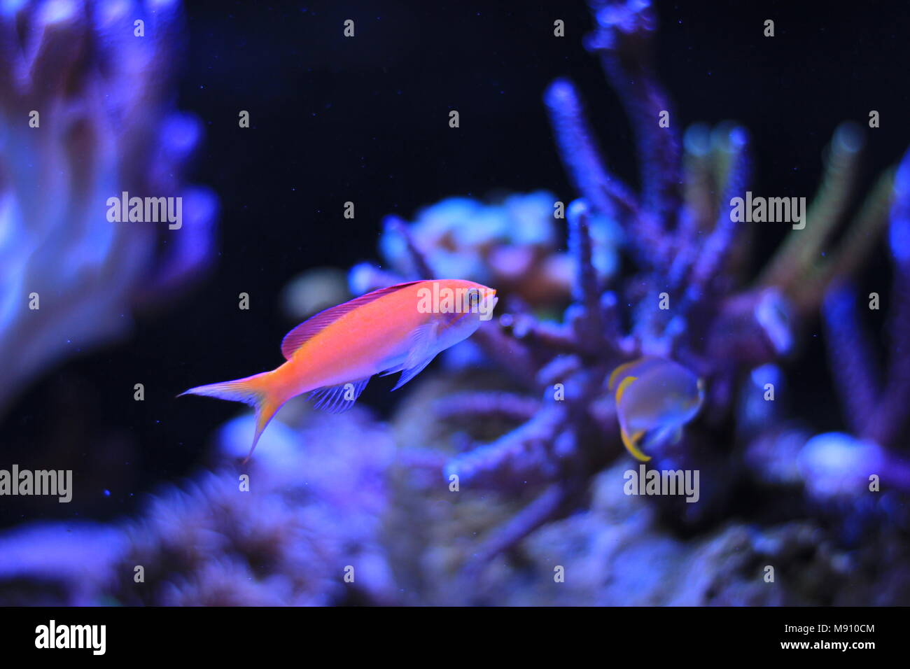 Dispar anthias hi-res stock photography and images - Alamy