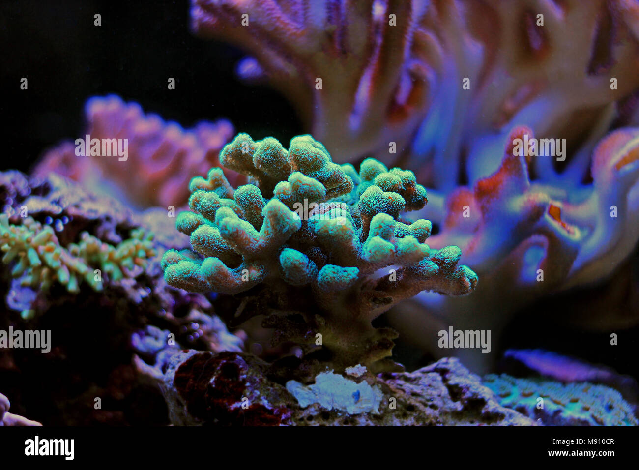 Large stony coral - Stylophora sp Stock Photo - Alamy