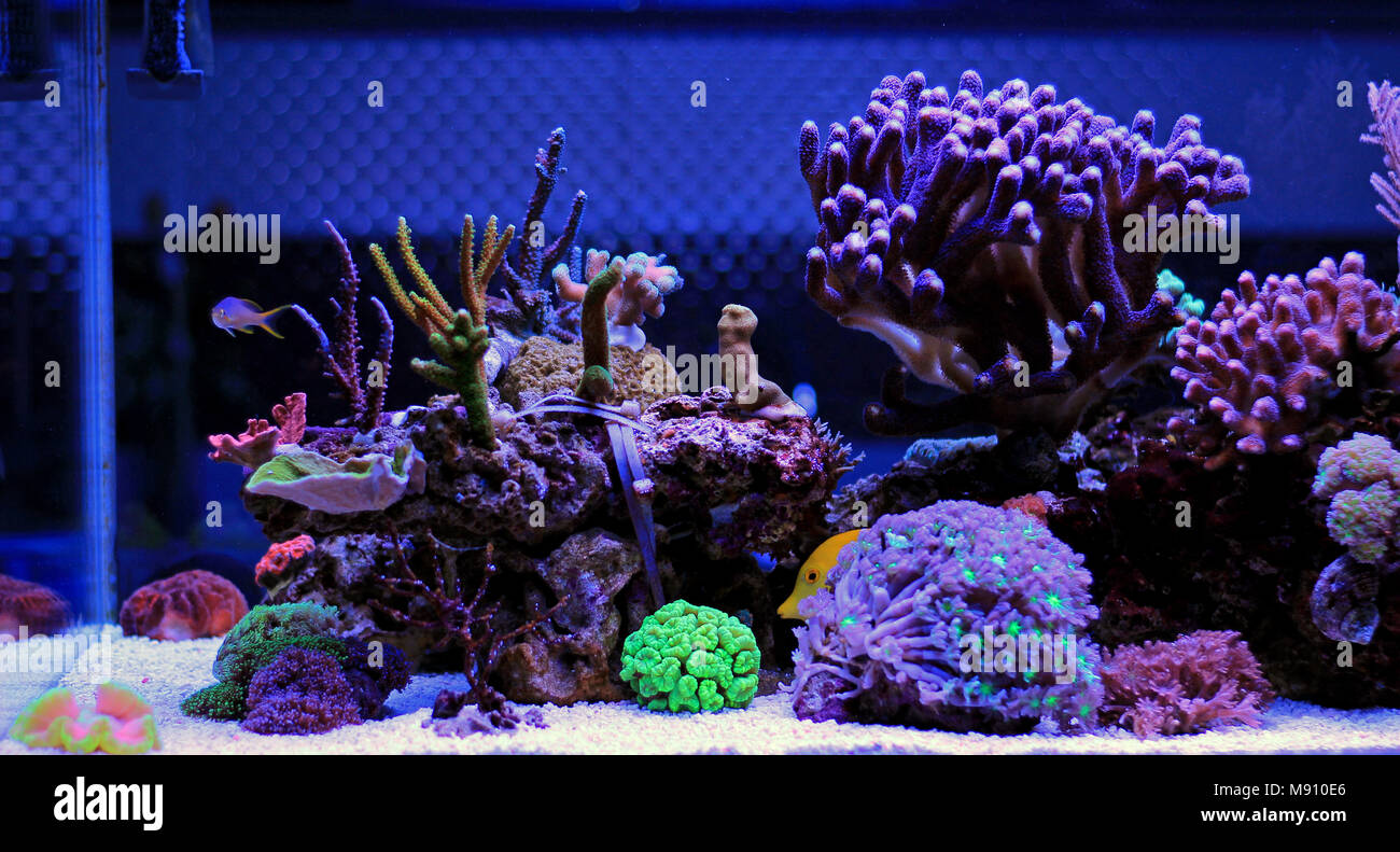 Coral reef fish tank hi-res stock photography and images - Alamy